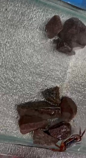 🦐🦀🦞🇺🇦 | Українська креветка