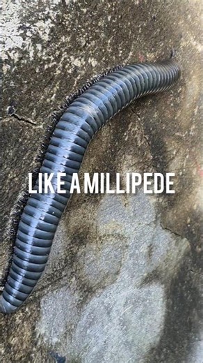 MILLIPEDED WORM