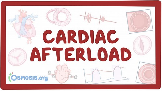 Cardiac afterload: Video, Causes, & Meaning | Osmosis