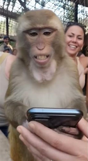 Monkey Using a Phone 📱🐒🤣 Funniest Thing Ever | #shorts