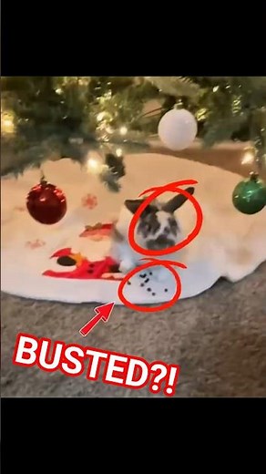 Top 3 Pets Who Use Xmas Trees As Toilets... the LAST one is wild! #FunnyAnimals #CuteAnimals #Shorts