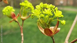Norway Maple (Acer platanoides) blossom in Ystad, Scania, South Sweden, Scandinavia