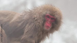 Closeup of a Japanese snow monkey (Macaque) in a hot spring area with steam around it