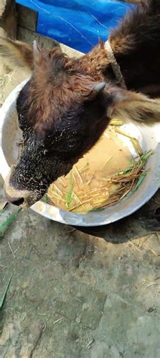 baby cow video #baby #cow #cowvideos #goru #shortsvidoe #viral #viralvideo #viralshorts