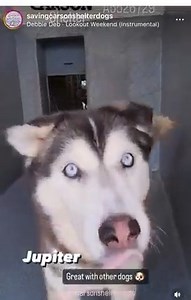 43 reactions · 38 shares | Rescued  A5526729 ✰ JUPITER -3/07/23-...