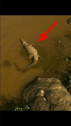 Crocodile Grabs Zebra Crossing River By info fact News