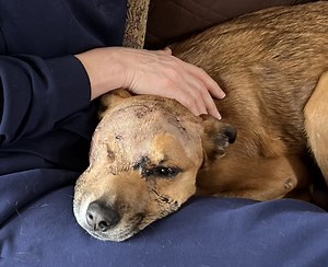 Dog recovering after mountain lion attack near Keystone