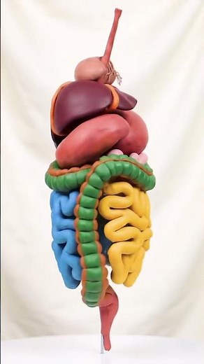 Digestive System Clay Model Animation | Human Anatomy in 3D