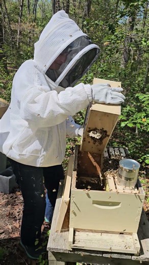 My first bee interaction April 2025. #bees #beekeeping #beekeeper