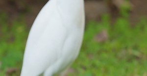 Video by Timo Volz on Pexels