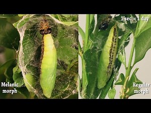 Box Tree Moth Life Cycle - Metamorphosis (Documentary)