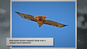 The Enchanting Calls of Red-Tailed Hawks: What Red-Tailed Hawks Sound Like