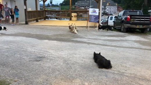The Quack Pack expertly herd ducks - Candy Louise Collins #BorderCollie #HerdingDog #QuackPack #ViralHog