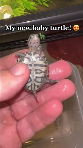 INCREDIBLE Baby Turtle Shell! 😱