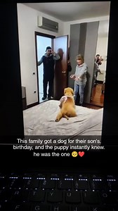 13K views · 138 reactions | It’s incredible how certain dogs just seem to instinctively recognize their person. There's something truly heartwarming about the immediate bond between a puppy and a child, as if they instantly understand and connect with each other. #dog #cutedog #reel #viral #visualbandit | Visual Bandit | Facebook