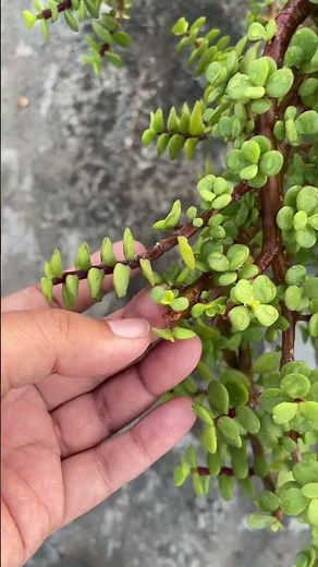 Jade Bonsai mein growth update #jade #gardeningtips