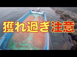 【超大漁】テトラの横に網を仕掛けてみた結果