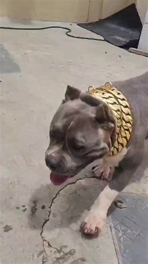 Nex-Gen Bullies on TikTok