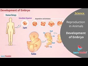 Reproduction In Animals Class 8 Science - Development of Embryo in Human