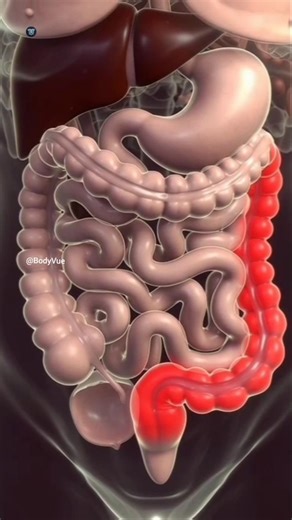 Explore Clone And Intestine Peristalsis 3D Animation #anatomy