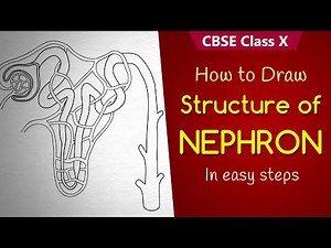 How to draw nephron diagram in easy steps | CBSE 10th Biology Life process | NCERT class 10 Science