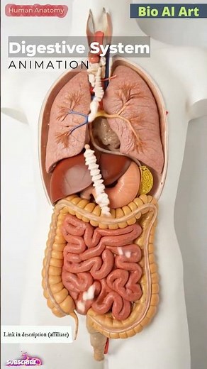 Digestive System Animation | Human Anatomy | Bio AI Art | 12