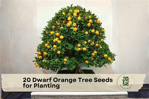 20 Dwarf Orange Tree Seeds for Planting - Etsy