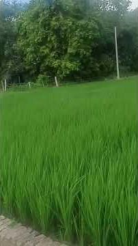 # teri mitti me mil# java# song