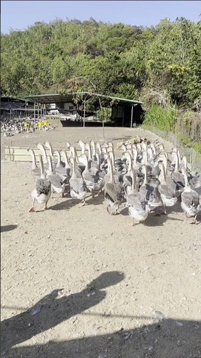 🦢 Life on the Farm: Healthy Geese Roaming Freely in Harmony 👀
