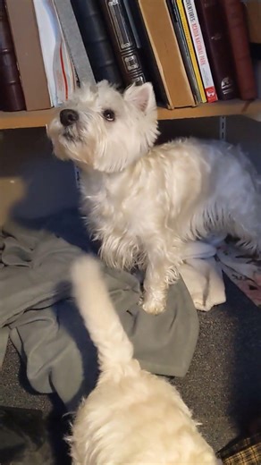 Ruby & Murphy try to tell us something is in the ceiling