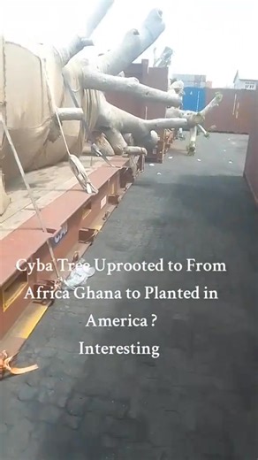 The TREE OF LIFE ONYINA (CEIBA TREE) A SYMBOL OF PEACE, HARMONY, REBIRTH, BALANCE, AND CONNECTION BETWEEN THE SPIRITUAL AND THE EARTH. THIS TREE CONNECT YOU TO THE OTHER WORLD. | The Microphone Media