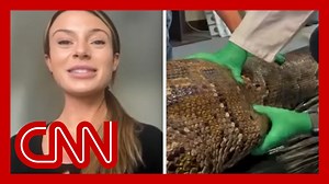 'Never smelled anything like that': Scientist finds gator inside 18-foot python - The Global Herald