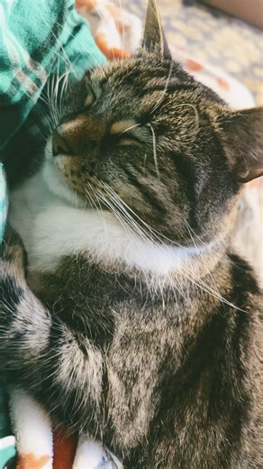 Snoring princess . #cat #cutecat #funnycats