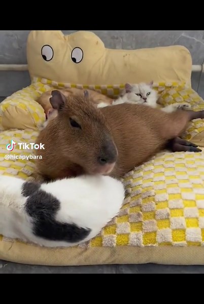 Capybara and Cat Funny Encounters | Wildlife Humor Compilation