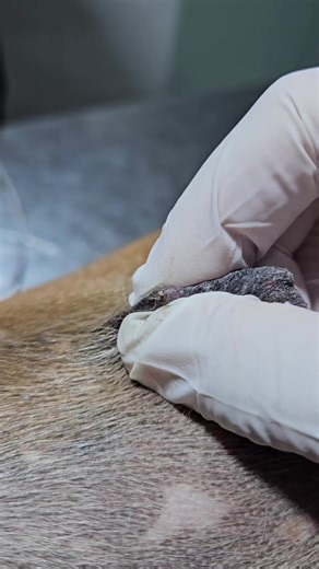 #DogElbow #ingrownhairremoval #Popping #foryou #extraction | hair removal