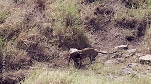 African Leopard jump to hunt Wildebeest calf Tanzania, 2022 Leopard attacking Wildebeest calf