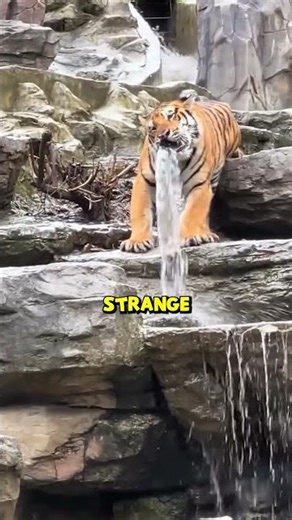 Did This Tiger Just Glitch In Real Life?