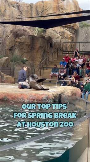 Spring Break mode: ACTIVATED! 🦁🐯🐻 Learn more how to make the most out of out your Spring break trip here: bit.ly/4huZdSp | Houston Zoo