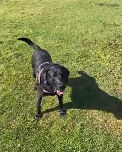 12K views · 276 reactions | Enzo has lab super powers… he can find hidden puddles no other dog can find and he can carry sticks home that no other dog can carry…  | My Dog is a Tw.t | Facebook
