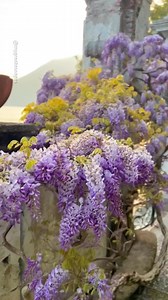 Become enchanted with springtime views as the wisteria, hydrangeas...