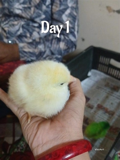 Day 1 to Day 62 Chicken Growth 🐥➡️🐔 | White Chick Transformation #shorts