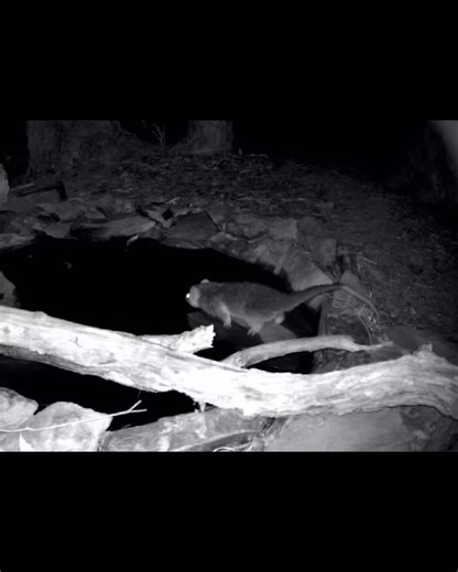 Another busy week at the cemetery waterhole Today we refreshed and topped up all the waterholes ready for the next heatwave 🥵☀️ Take care over the next few days, check in on each other, leave out water for our wildlife and top it up daily Have a great weekend | Castlemaine Cemetery