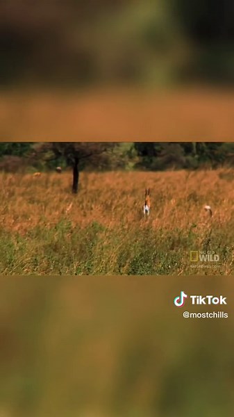 Fastest Cheetah in the World 2022: Speed, Acceleration, and Hunting