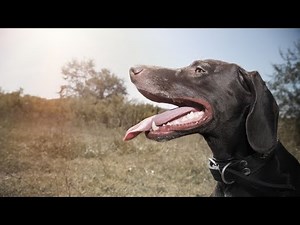 A Look into the Fascinating History of the German Wirehaired Pointer