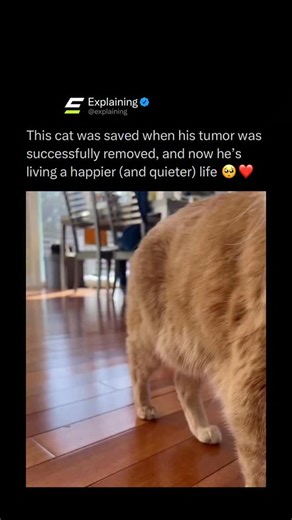 Explaining on Instagram: "This lucky cat survived a tumor in his head after getting the surgery he needed to keep him alive ❤️ There’s just one catch… they took his ears 😭 Let us know your thoughts below! • #explore #reels #interesting #wholesome"