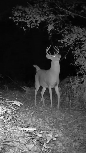 Buck OVERHEAD Snacking!!! | ThisOutdoorsman