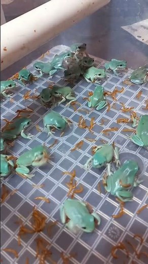 Baby australian whites tree frog (Blue phase dumpy)