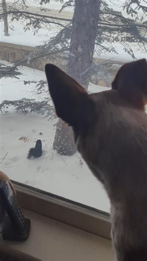 The Konner and Lola Show - Konner discovers there are squirrels 🐿️ in the trees out front.