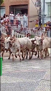 Noiva chega de carro de boi em casamento em Santa Rita do Sapucaí