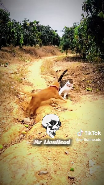 Masters of Camouflage: Amazing Animal Adaptations